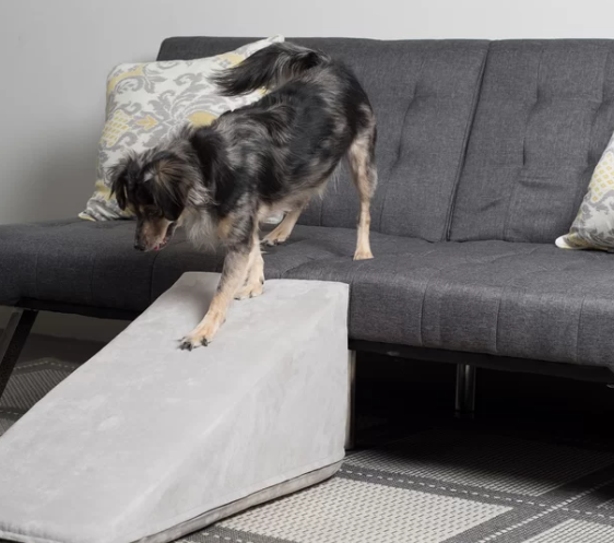Dog Ramps 101: Everything You Need to Know Before You Buy