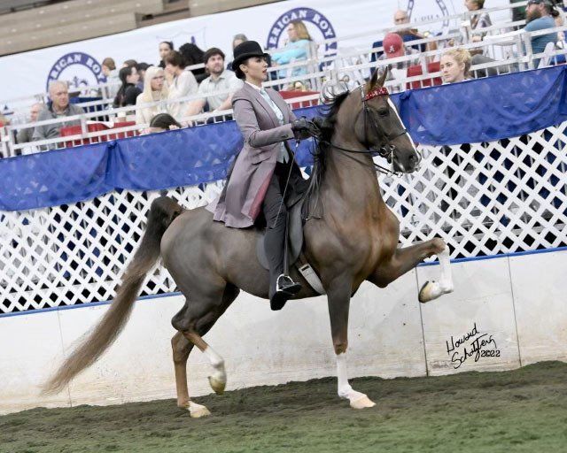 Show Horses for Sale • American Saddlebreds, Morgans & Hackney Ponies • Manchester NH