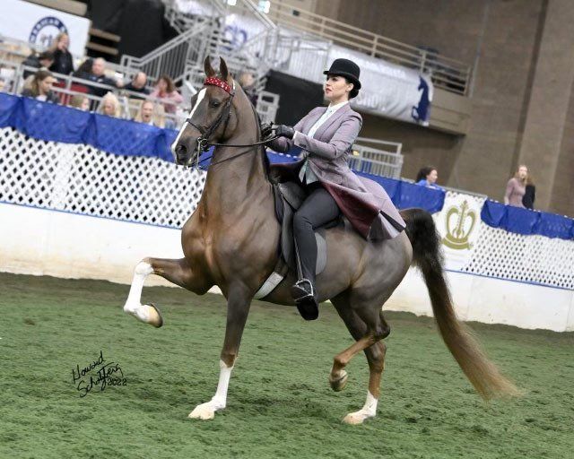 Show Horses for Sale • American Saddlebreds, Morgans & Hackney Ponies • Manchester NH