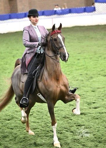 Show Horses for Sale • American Saddlebreds, Morgans & Hackney Ponies • Manchester NH