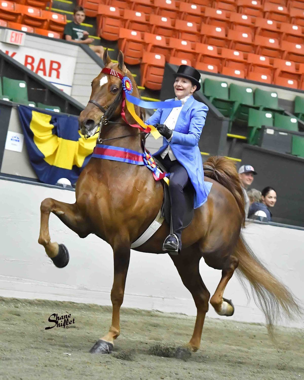 Show Horses for Sale • American Saddlebreds, Morgans & Hackney Ponies • Manchester NH