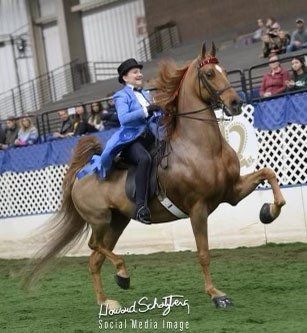 Show Horses for Sale • American Saddlebreds, Morgans & Hackney Ponies • Manchester NH