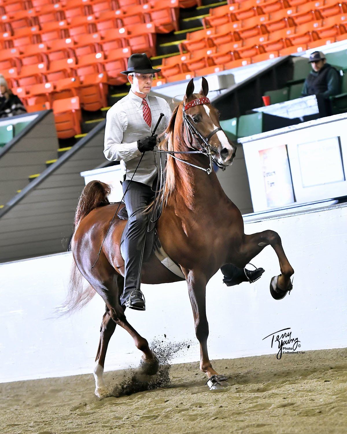 Show Horses for Sale • American Saddlebreds, Morgans & Hackney Ponies • Manchester NH