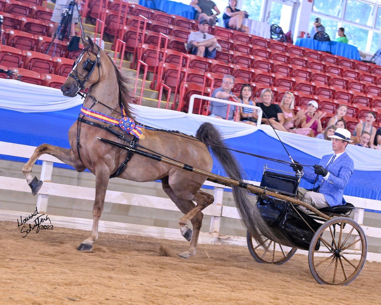 Show Horses for Sale • American Saddlebreds, Morgans & Hackney Ponies • Manchester NH