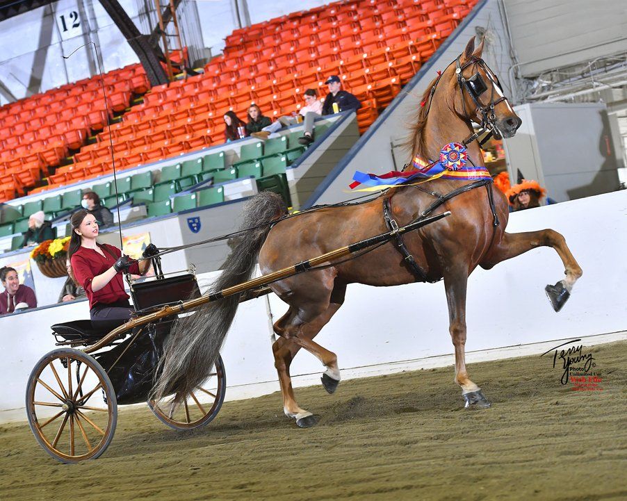Show Horses for Sale • American Saddlebreds, Morgans & Hackney Ponies • Manchester NH
