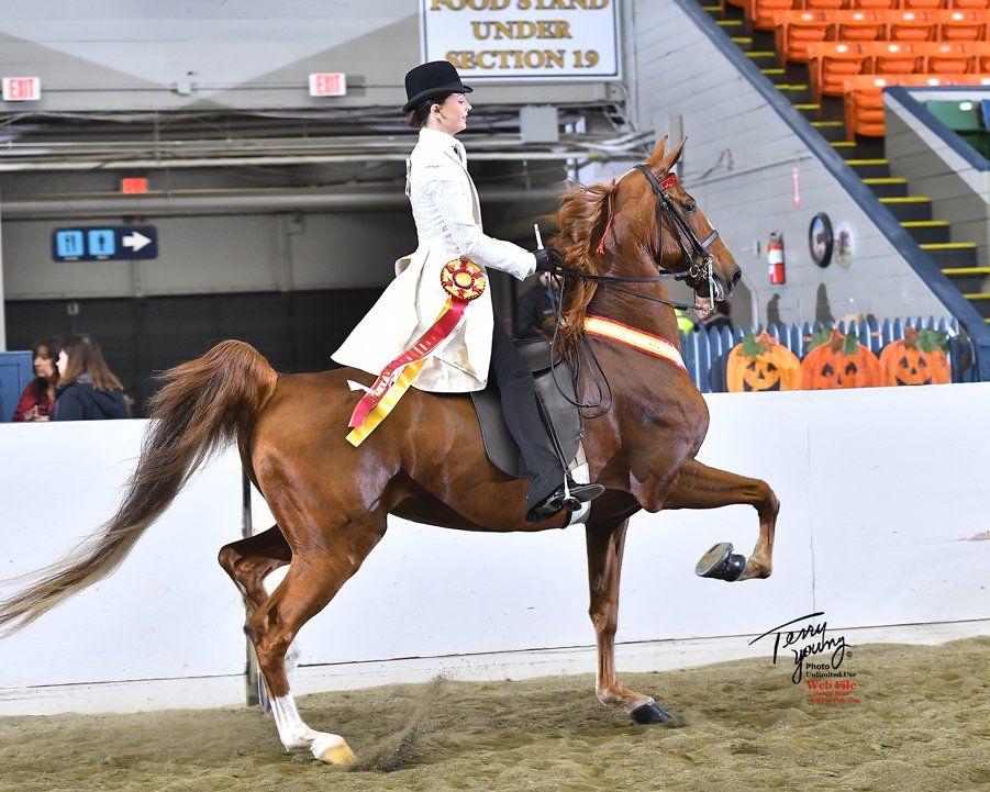 Show Horses for Sale • American Saddlebreds, Morgans & Hackney Ponies • Manchester NH
