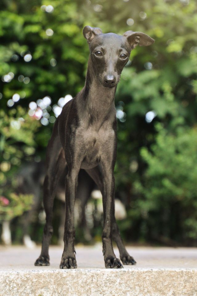 Miniatur Windhund Italienisches Windspiel Im Tiermarkt Von