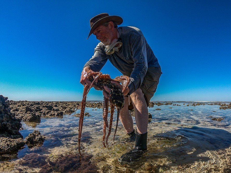 BBC: THE OCTOPUS IN MY HOUSE
