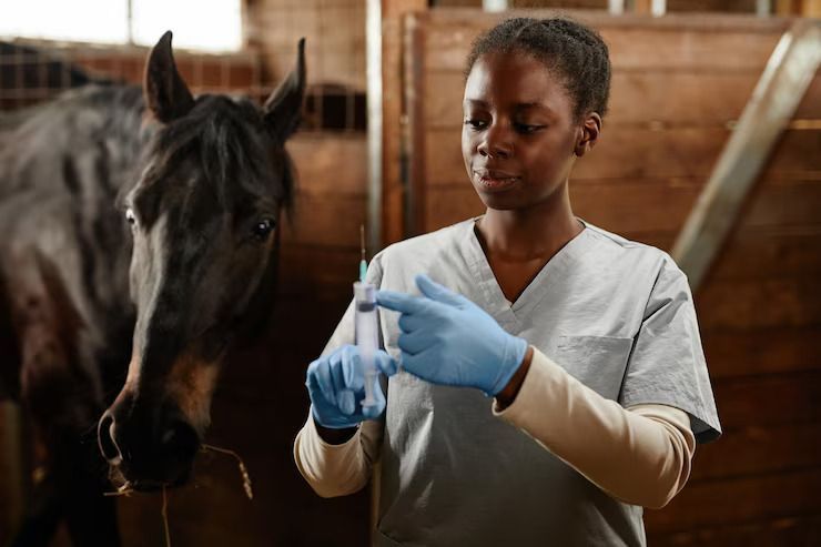 What Are the Requirements to Be a Horse Vet?