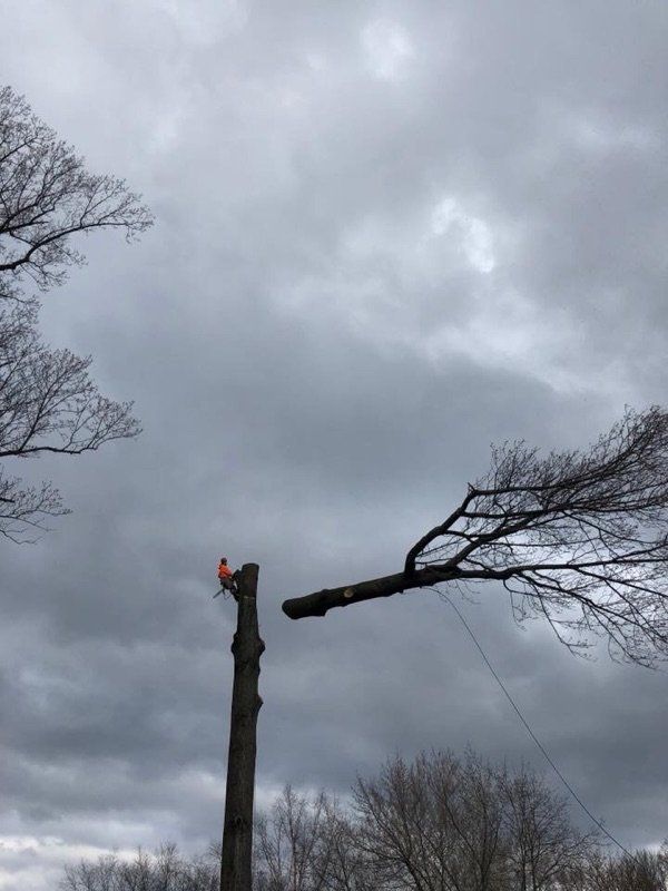 Tree Service | Princeton, NJ | Timberland Tree Service