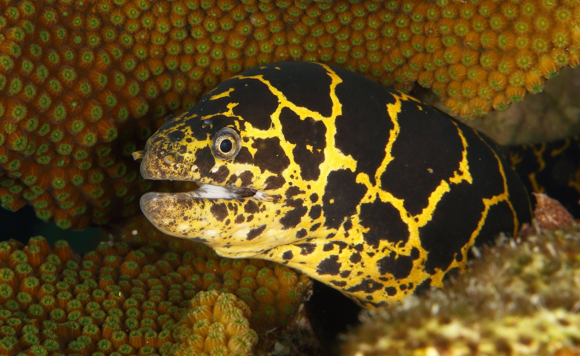 Photo Gallery | Sand Dollar Bonaire