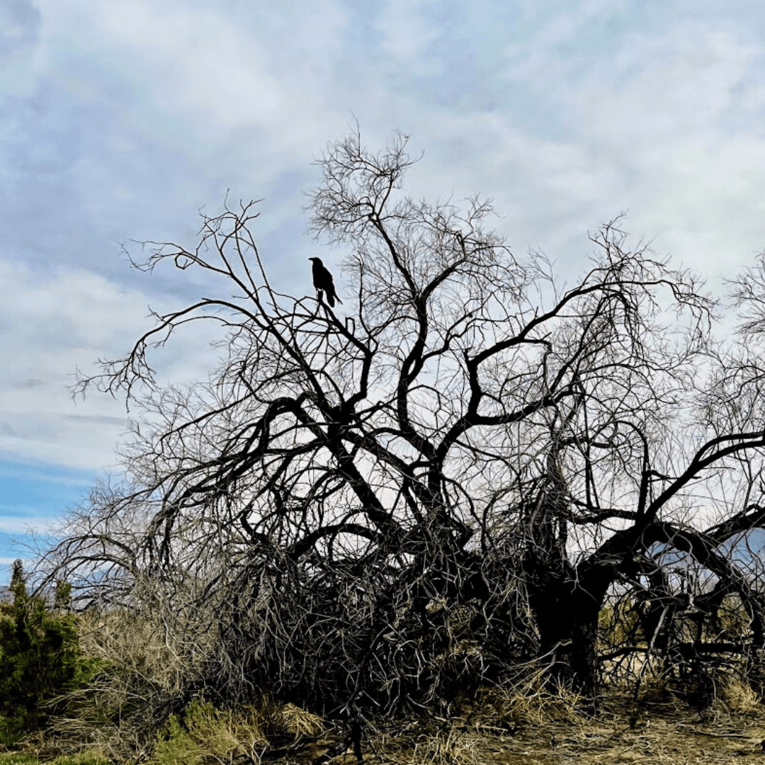 The Importance of Standing Trees in Anza Borrego State Park