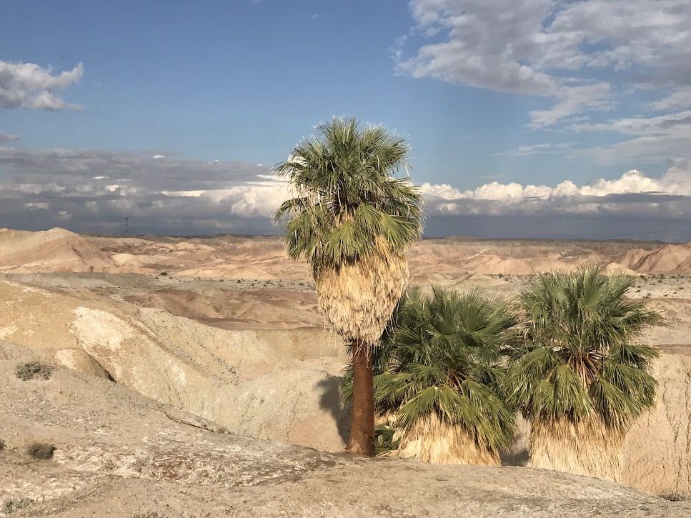 Anza-Borrego Desert State Park: The 5 Palms Oasis
