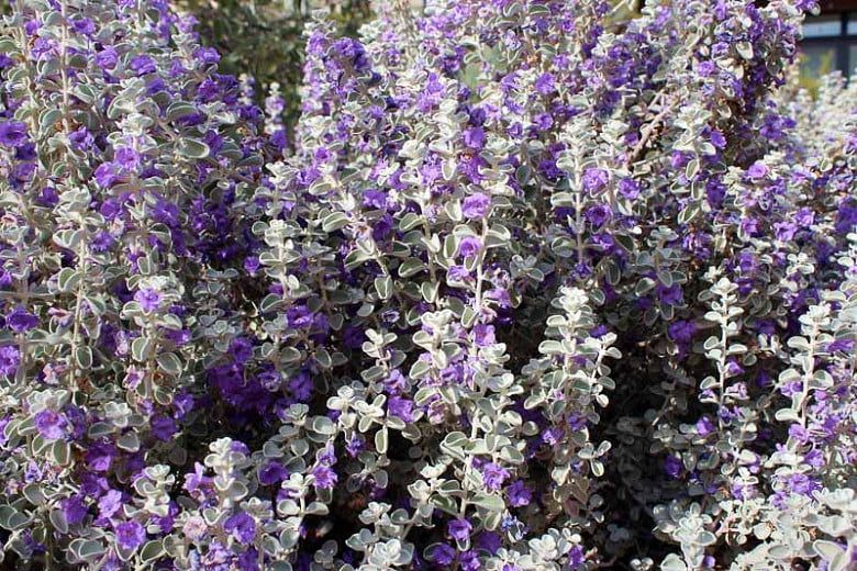 Learn About Desert Lavender In Borrego Springs