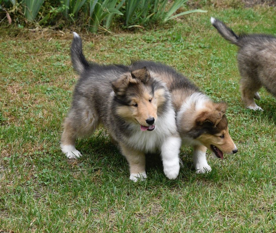 Puppies for Sale | Millville, NJ | 856-825-4856