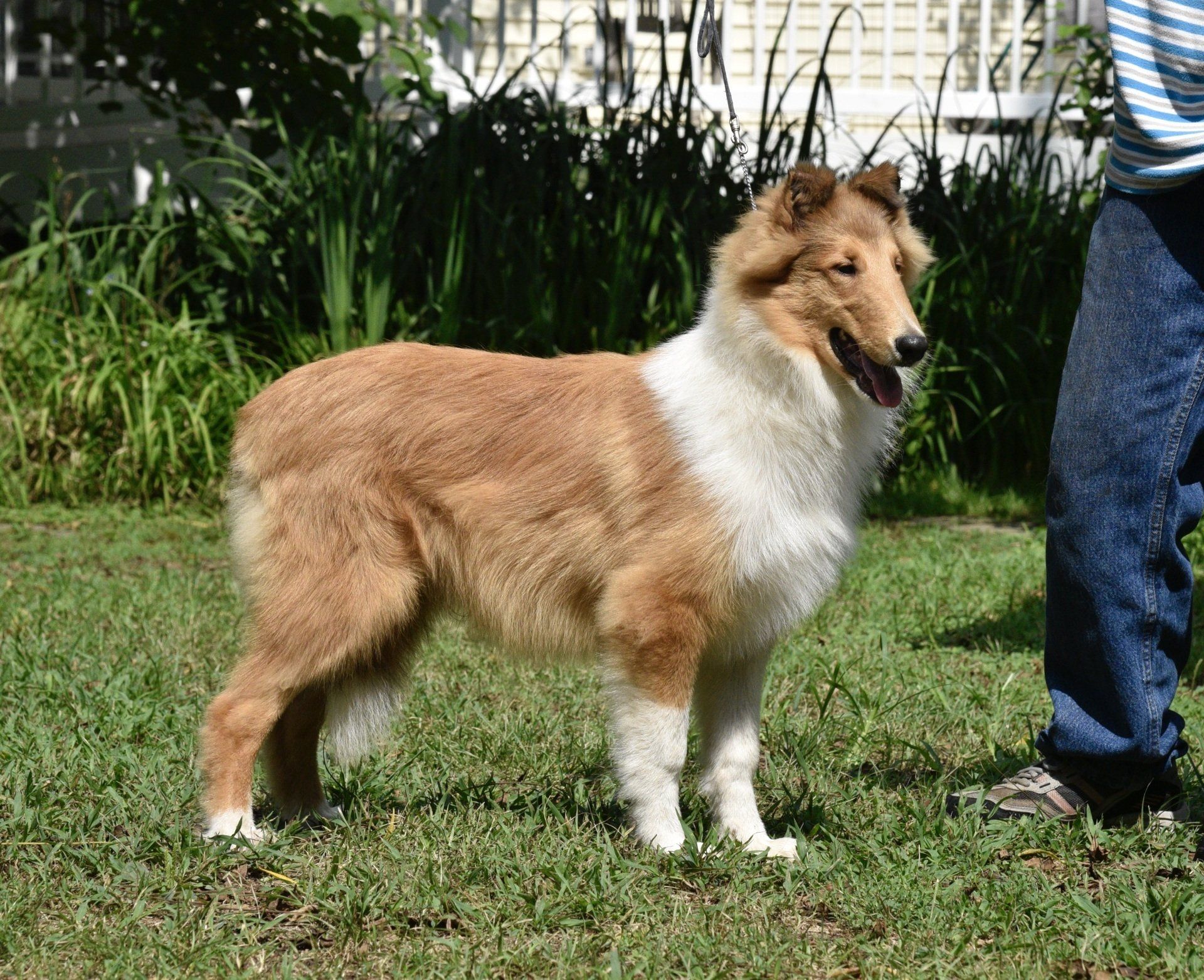 Puppies for Sale | Millville, NJ | 856-825-4856