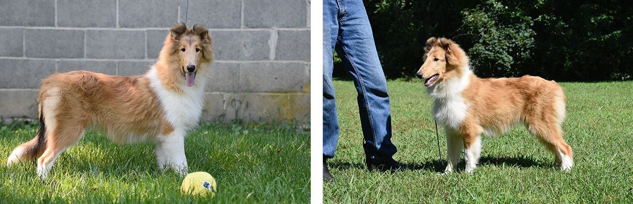 Puppies for Sale | Millville, NJ | 856-825-4856