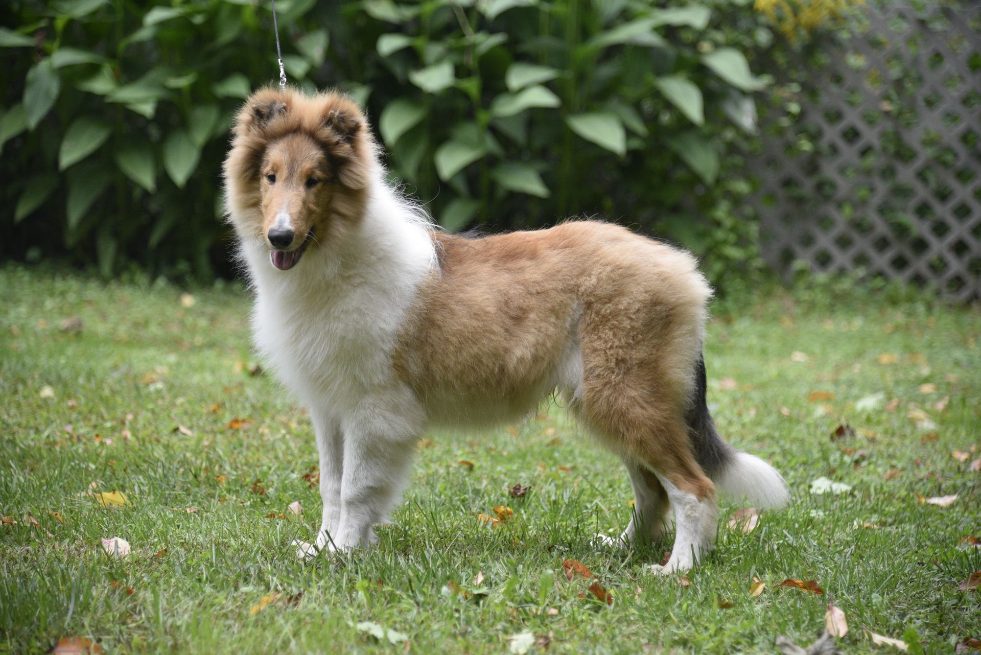 Puppies for Sale | Millville, NJ | 856-825-4856