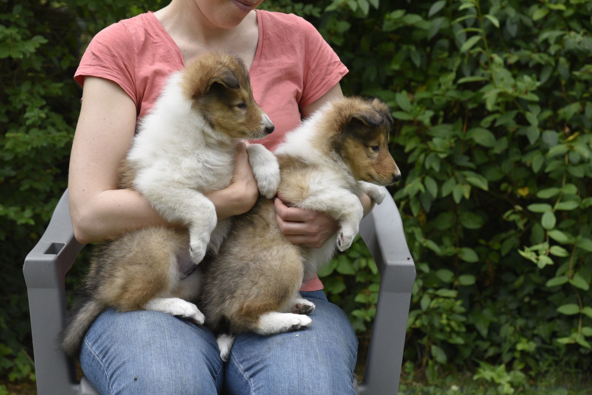 Puppies for Sale | Millville, NJ | 856-825-4856