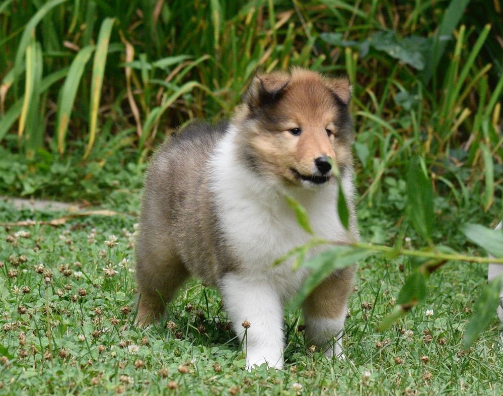 Puppies for Sale | Millville, NJ | 856-825-4856