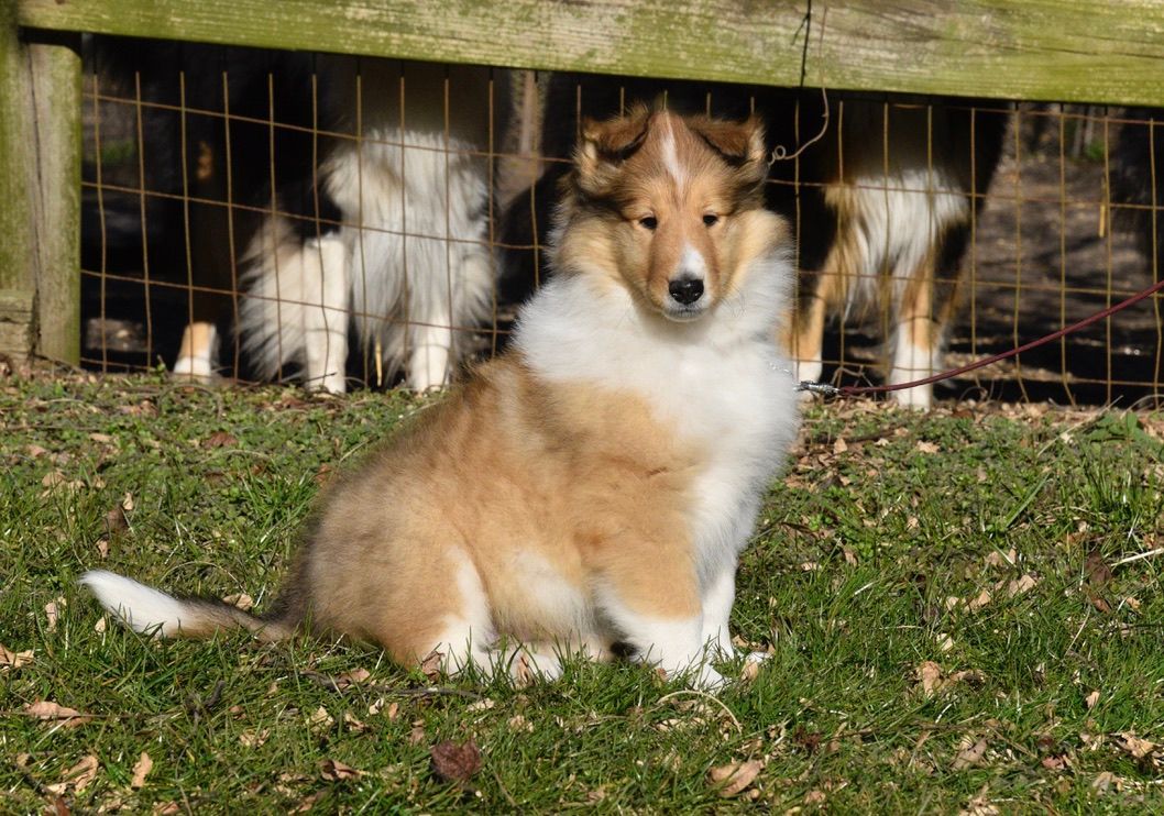 Puppies for Sale | Millville, NJ | 856-825-4856