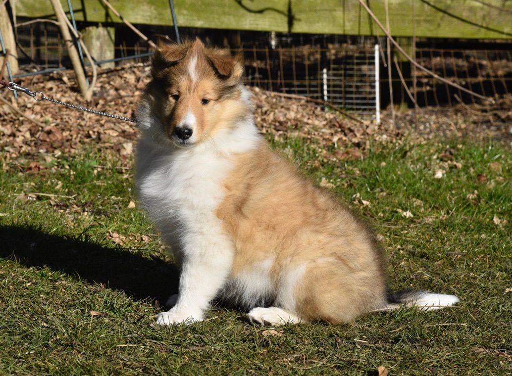 Puppies for Sale | Millville, NJ | 856-825-4856