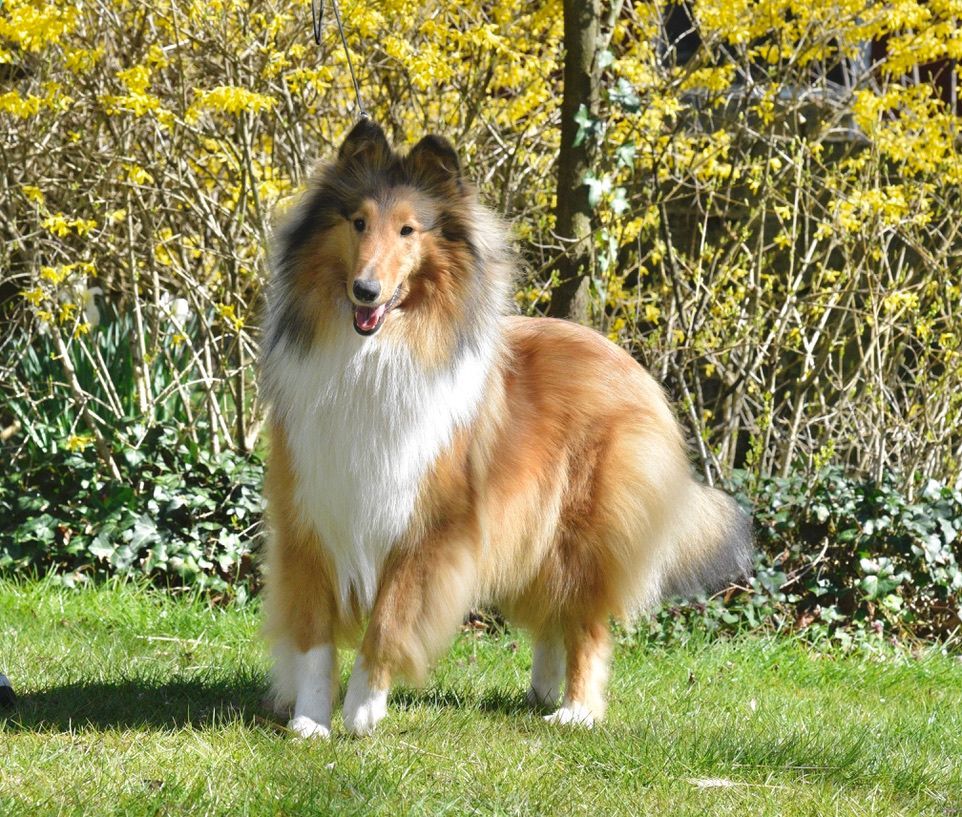 Puppies for Sale | Millville, NJ | 856-825-4856