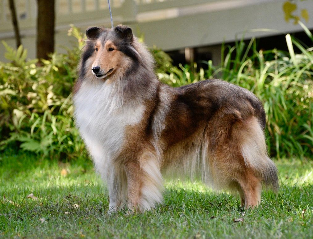 Adults for Sale | Millville, NJ | 856-825-4856