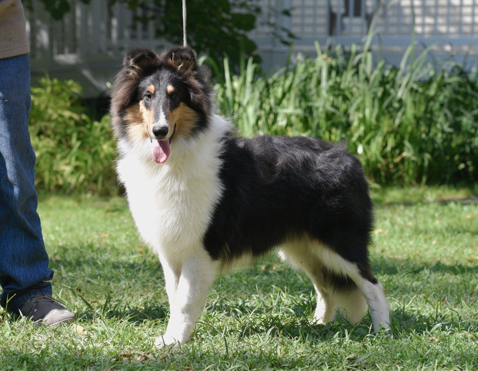 Puppies for Sale | Millville, NJ | 856-825-4856