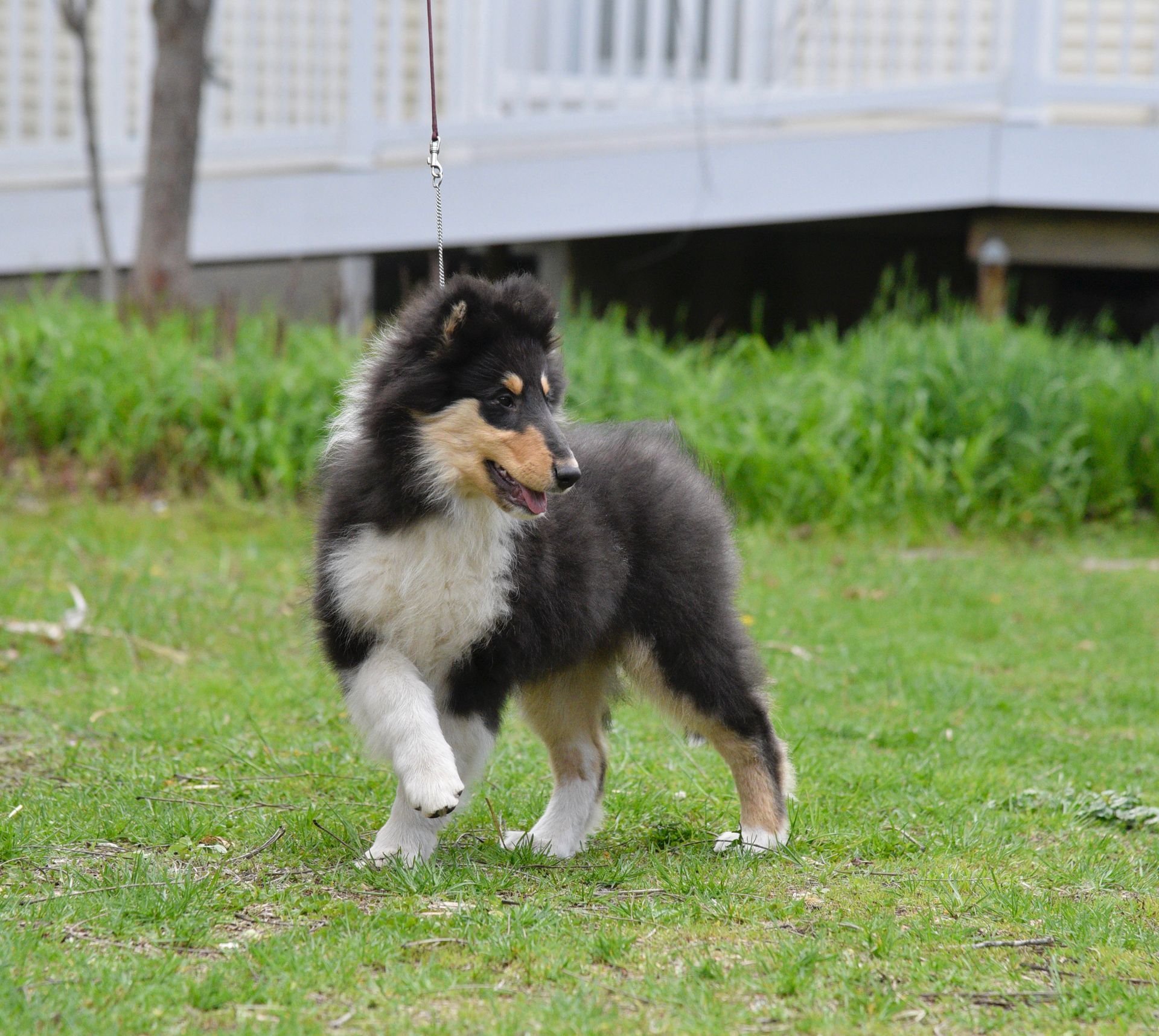 Puppies for Sale | Millville, NJ | 856-825-4856