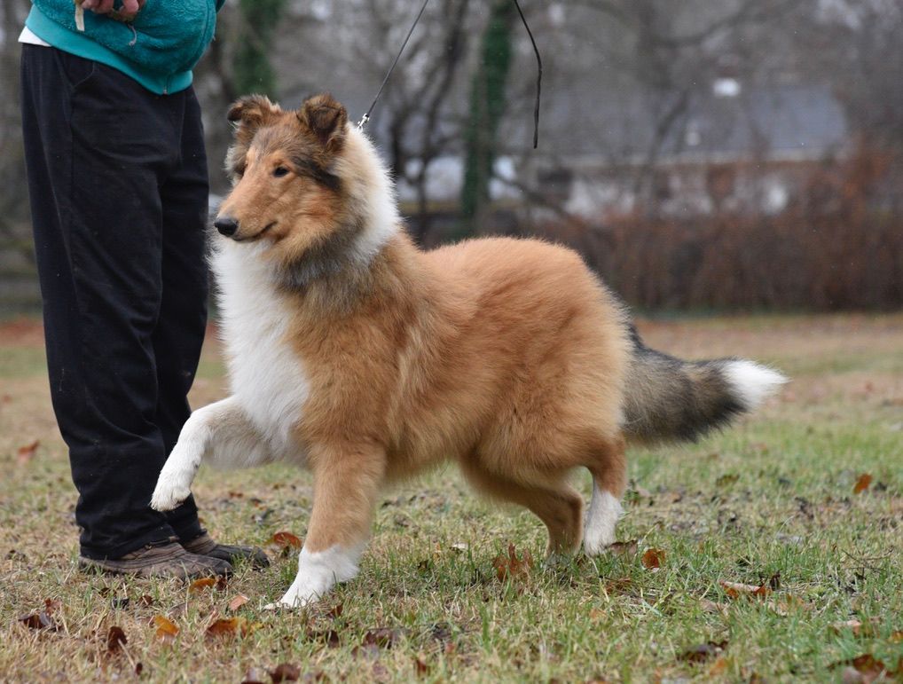 Puppies for Sale | Millville, NJ | 856-825-4856