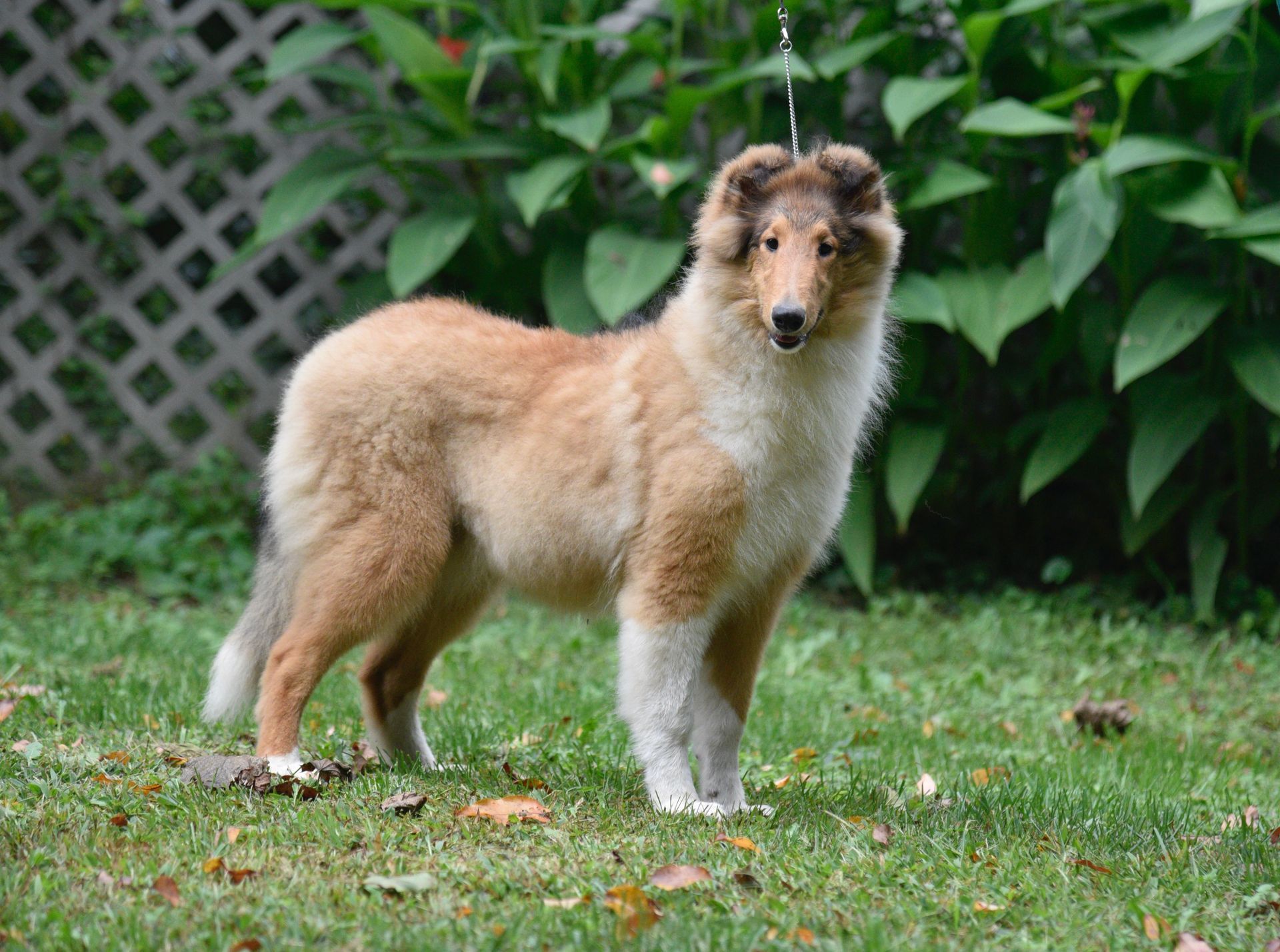 Puppies for Sale | Millville, NJ | 856-825-4856