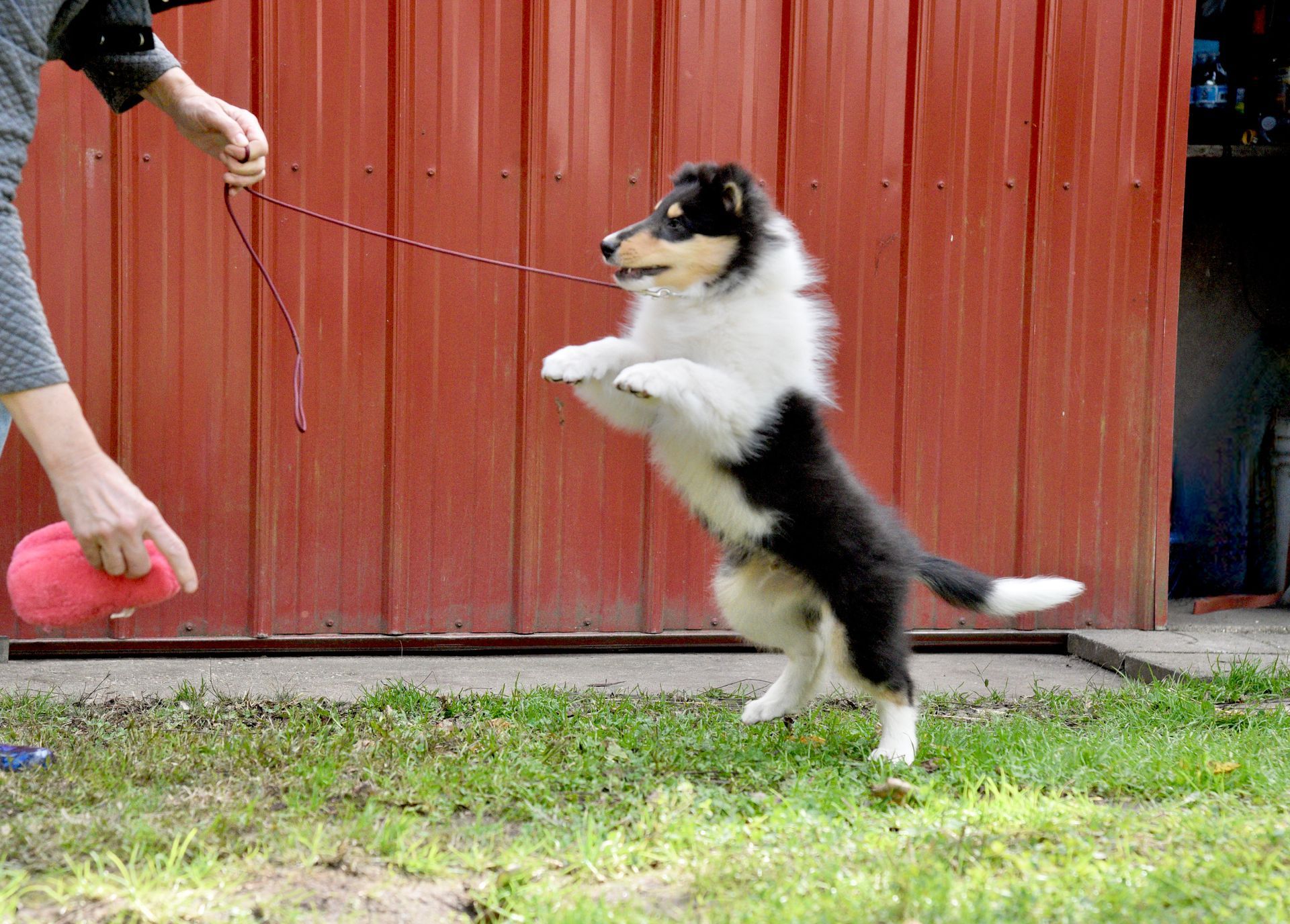 Puppies for Sale | Millville, NJ | 856-825-4856