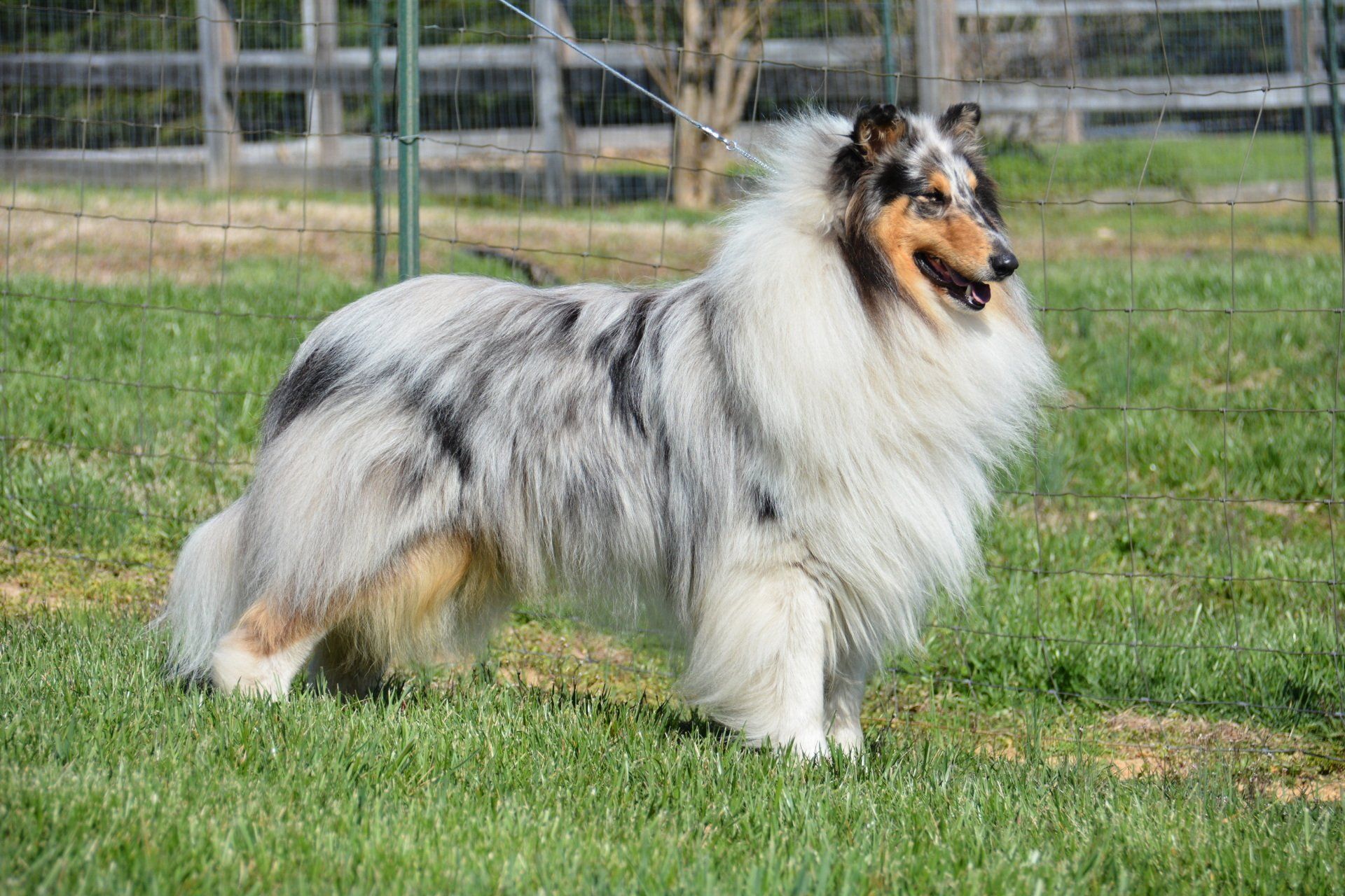 Puppies for Sale | Millville, NJ | 856-825-4856