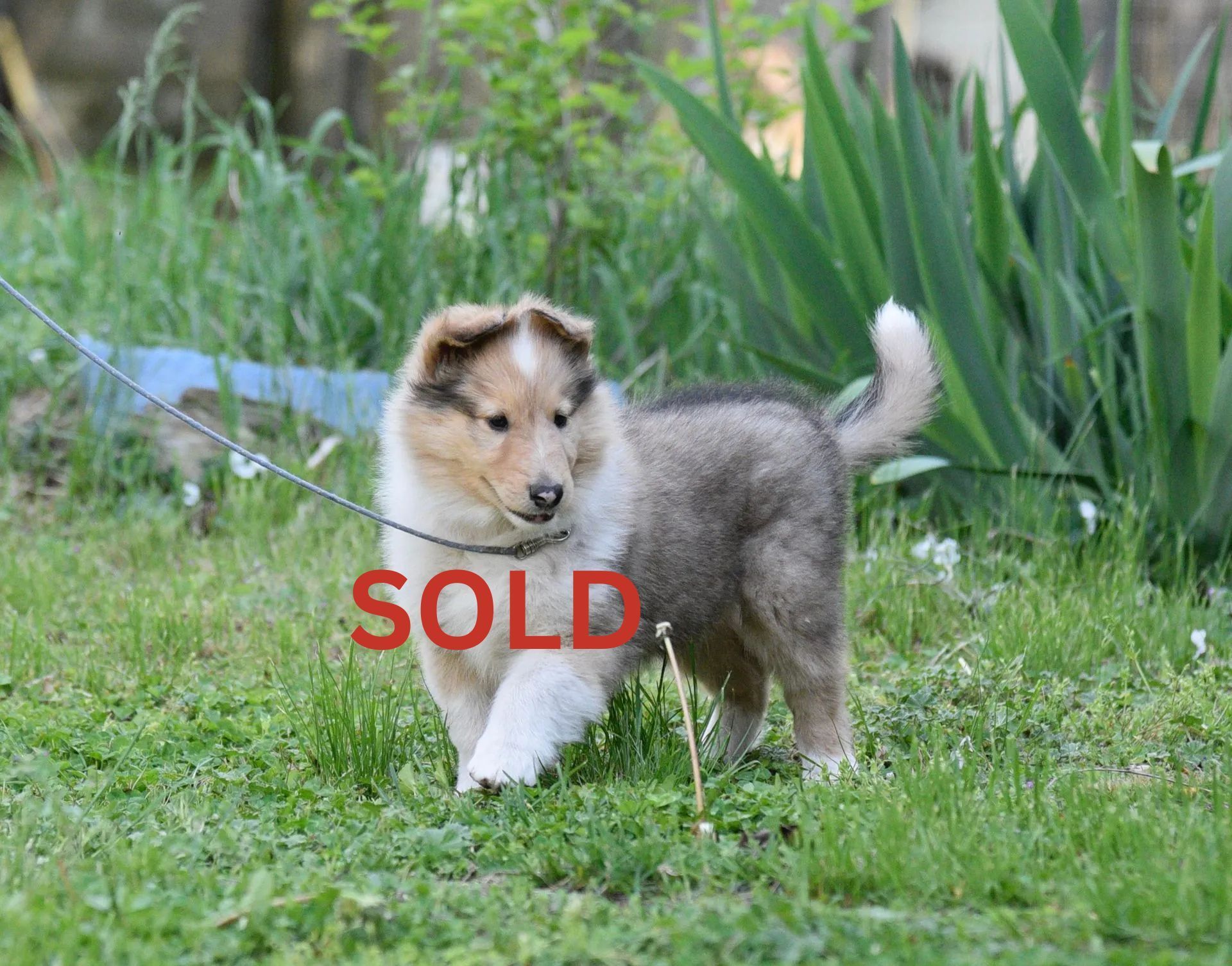 Puppies for Sale | Millville, NJ | 856-825-4856