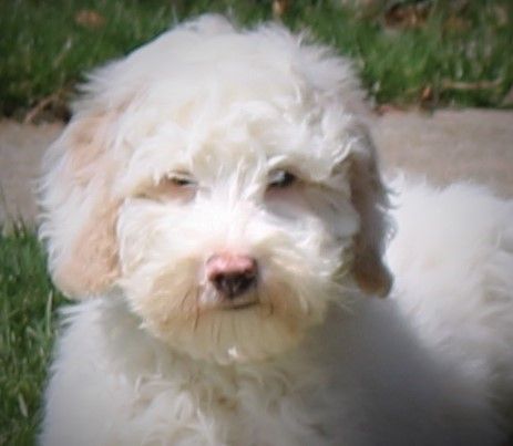 Blue Eyed Goldendoodle