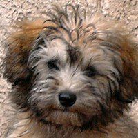 HOME [www.abracadoodle.com]