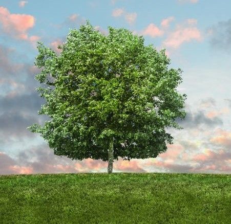 What Happens to the Trees During Summer?