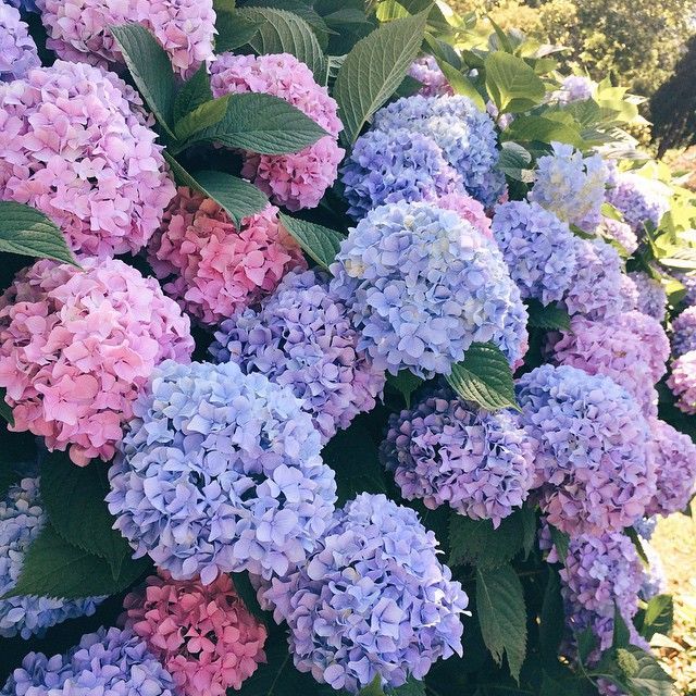How To: Change the Color of your Hydrangeas In Pennsylvania