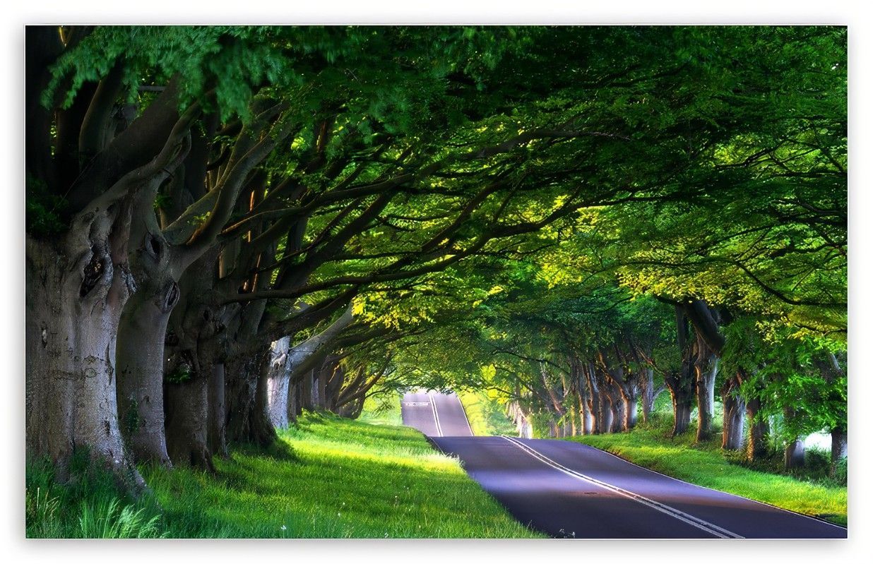 7 Beautiful Must-See Tree Lined Streets of the World