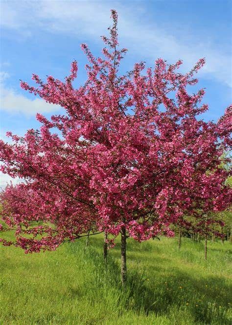 How to Grow and Care For the Crabapple Tree in Chester Springs