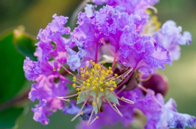 Crape Myrtle Colors Chart Lagerstroemia 'Lipan' (Crape Myrtle)