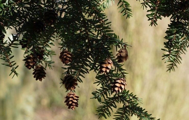 State Tree of Pennsylvania | 4 Seasons Arborscapes