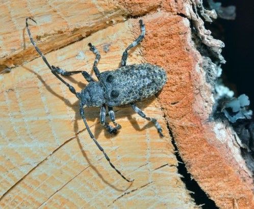 Flatheaded Borers in Pennsylvania | 4 Seasons Arborscapes