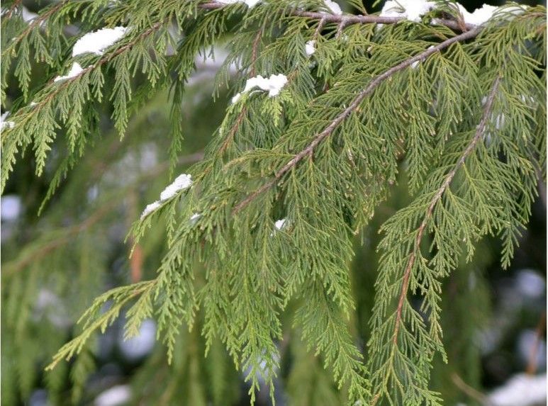 Hemlocks: Beautiful and Graceful | 4 Seasons Arborscapes