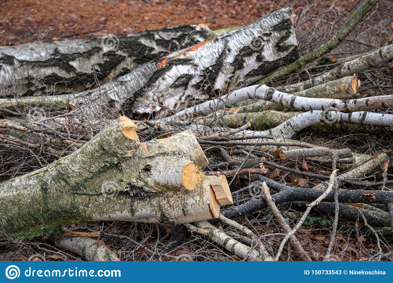 Upcycling Tree Branches and Logs | 4 Seasons Arborscapes