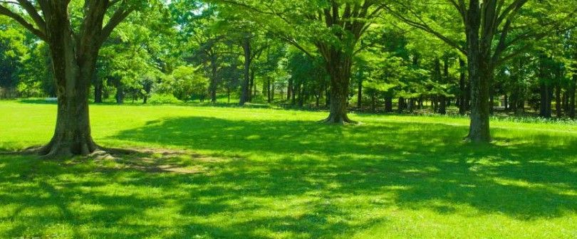 Our Pick of the 9 Best Trees for Shade and Cooling in PA