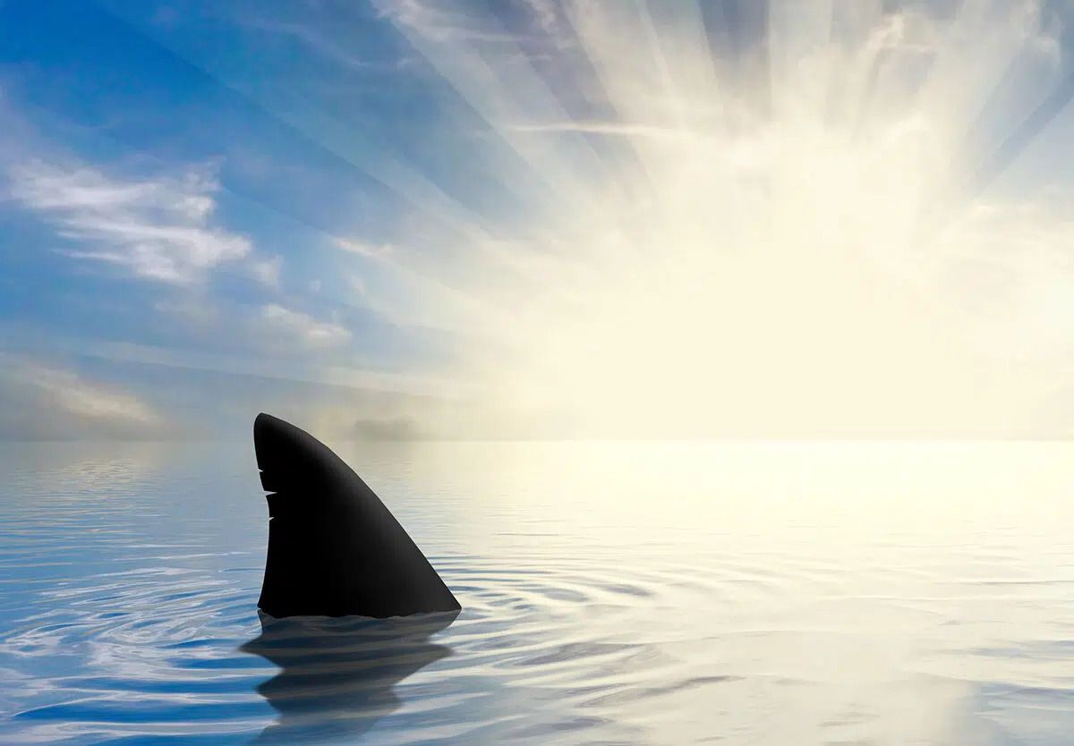 Interesting Shark Facts