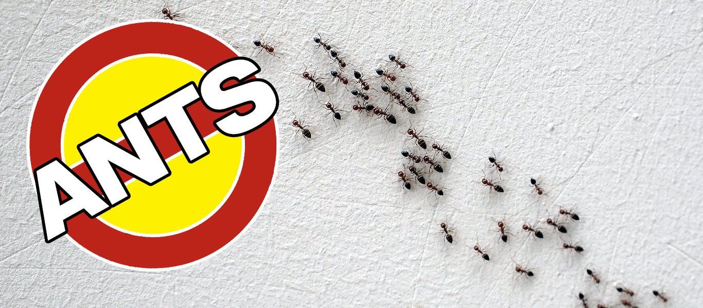 Anderson Pest Control - Colorado Springs' Premiere Pest Control Service