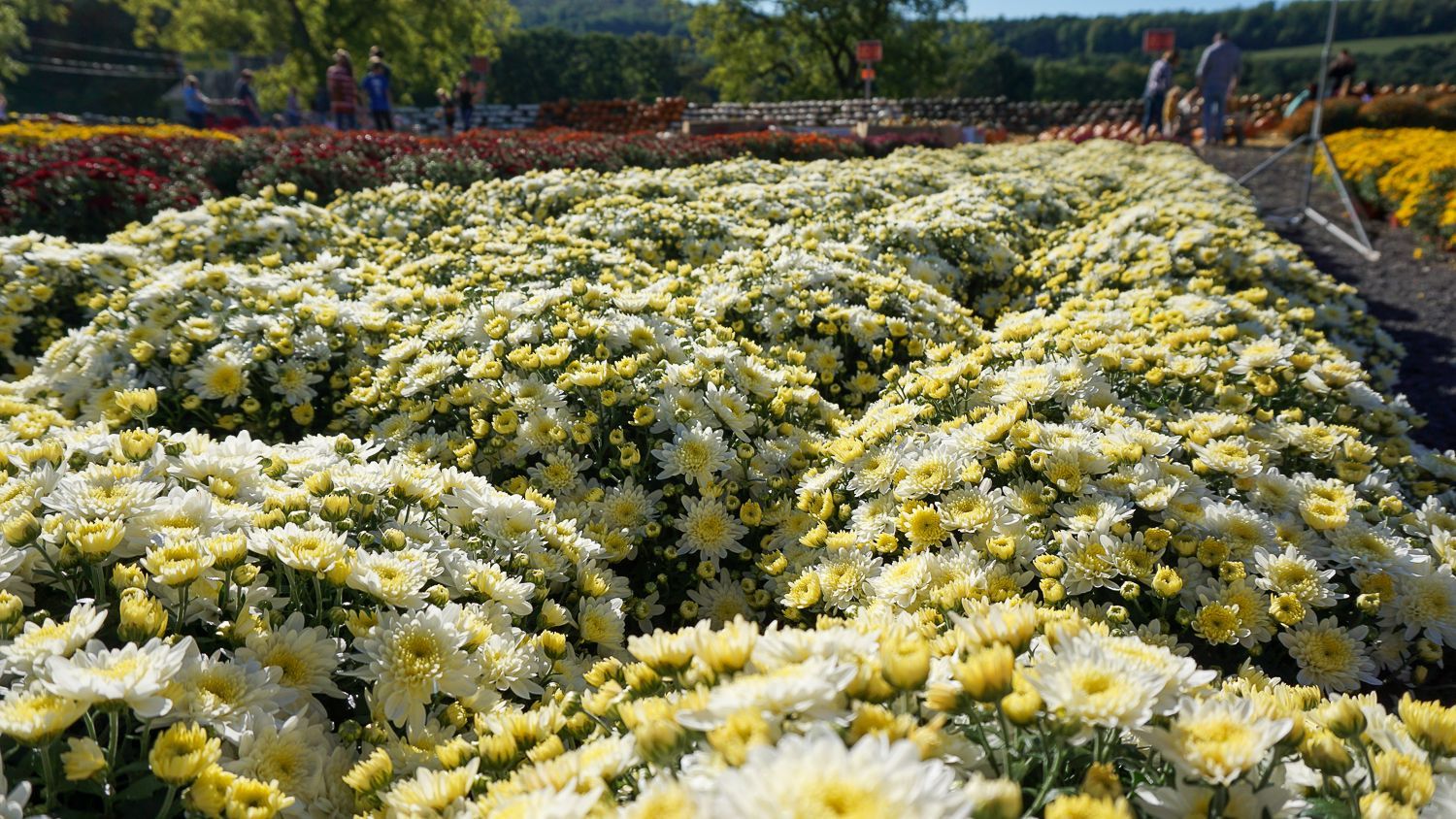 Corn Maze & Farm Fun | Mazezilla | Saylorsburg, PA